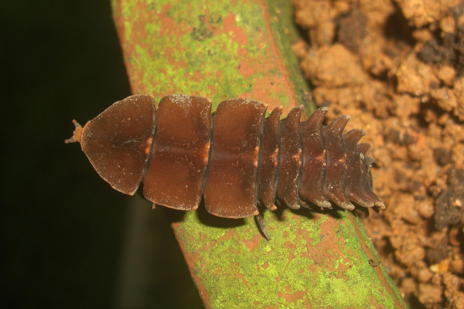 Photography & Me: Trilobite Beetle vs Firefly Larva