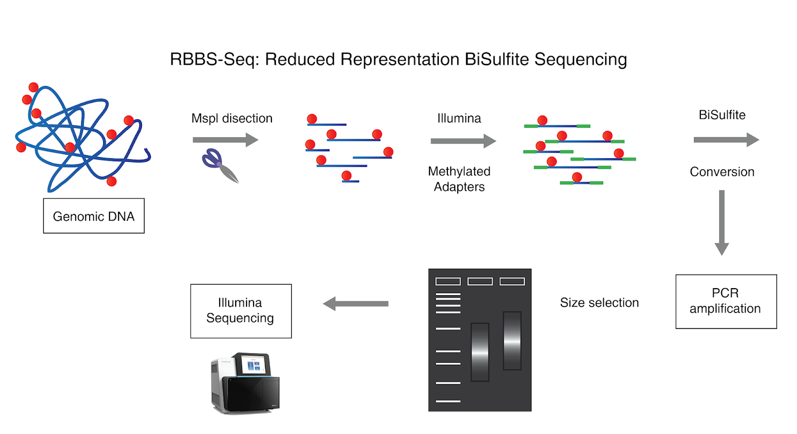 Mita: NHỮNG ĐIỀU CƠ BẢN VỀ RRBS (REDUCED REPRESENTATION BISULFITE ...