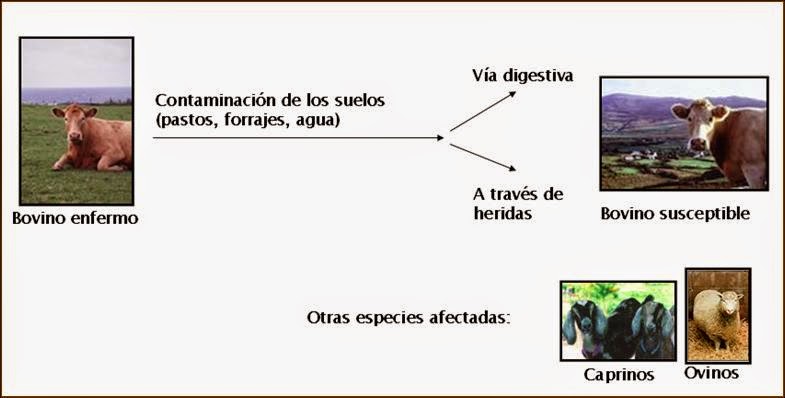 Campo Visual: Enfermedades Clostridiales (Clostridiosis)