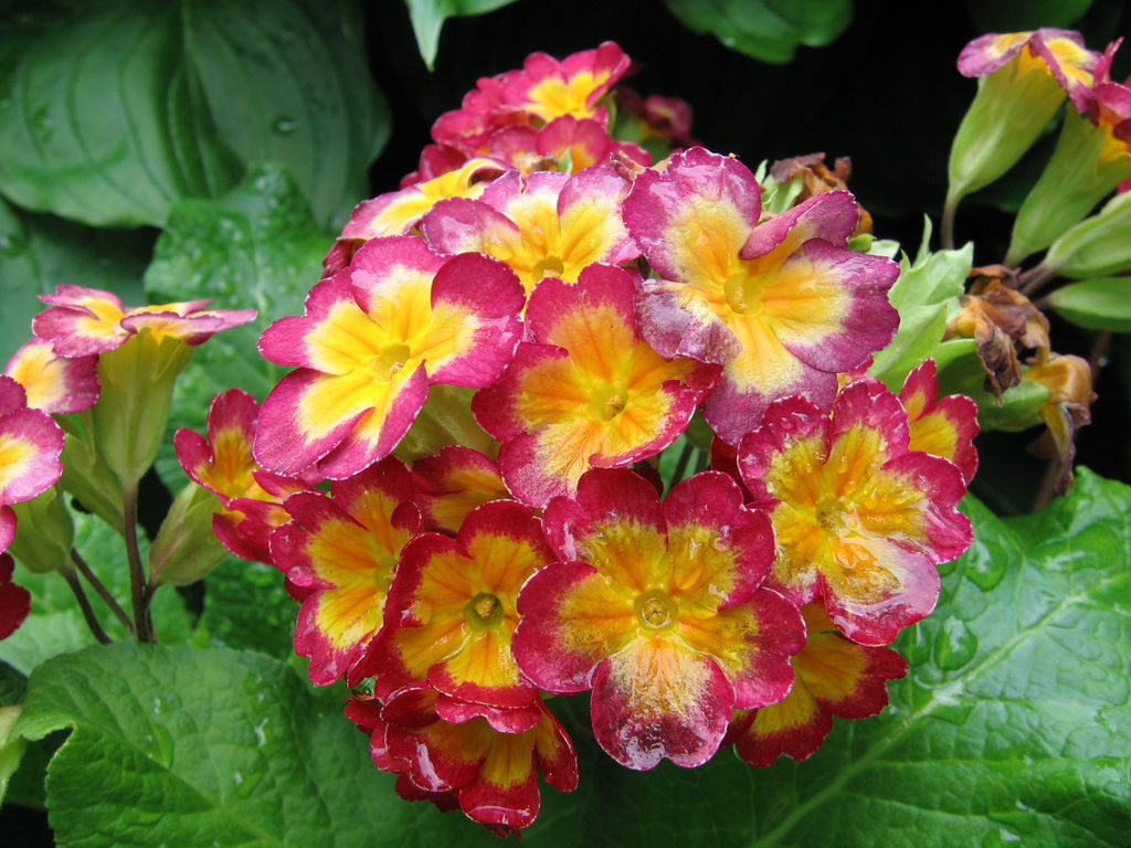 Species of UK: Week 28: Primrose (‘Primula vulgaris’)
