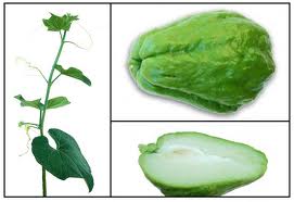 Budidaya Tanaman: Budidaya Labu Siam