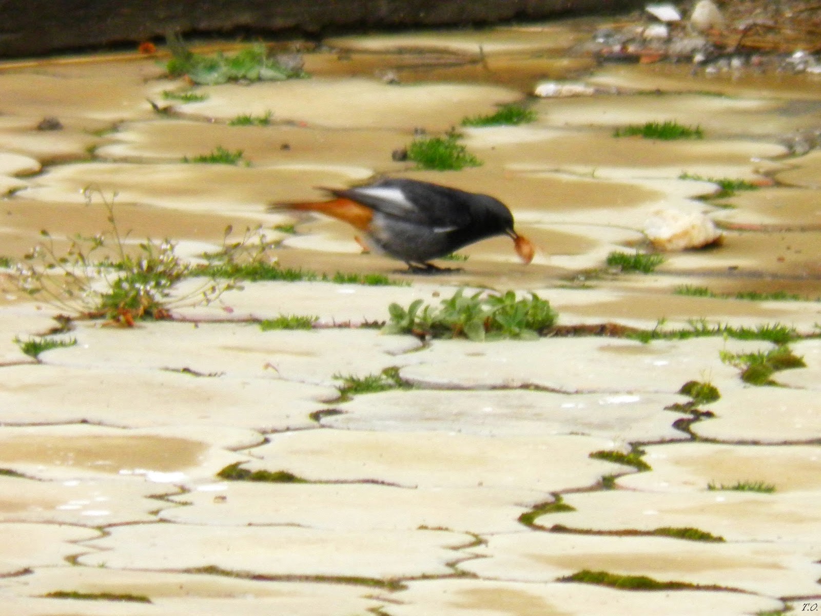 PASARI DIN ROMANIA: CODROS DE MUNTE (2), Phoenicurus ochruros