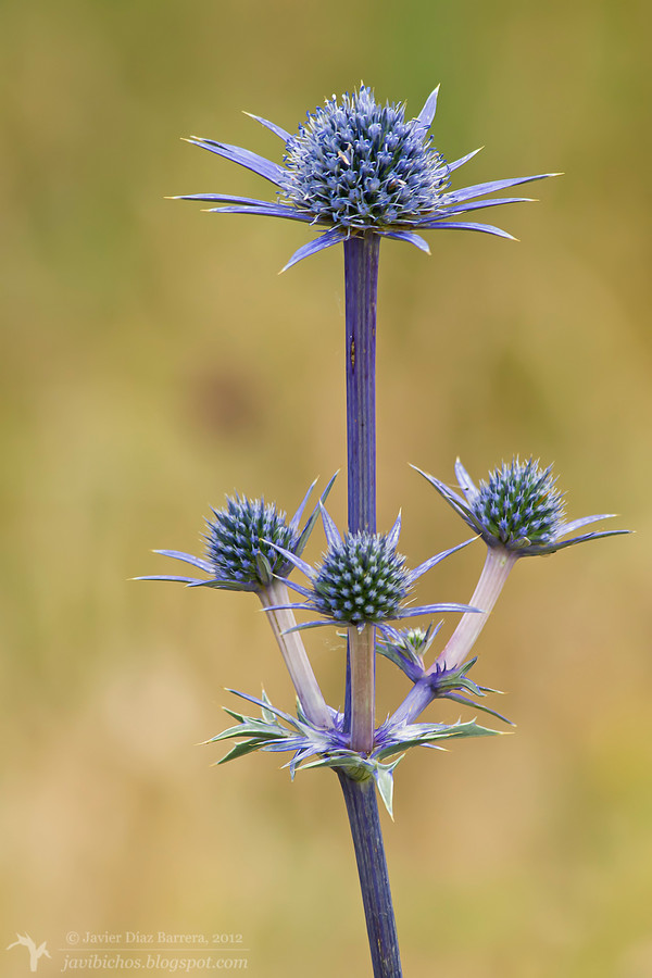 Bichos y plantas de León: Cardo azul