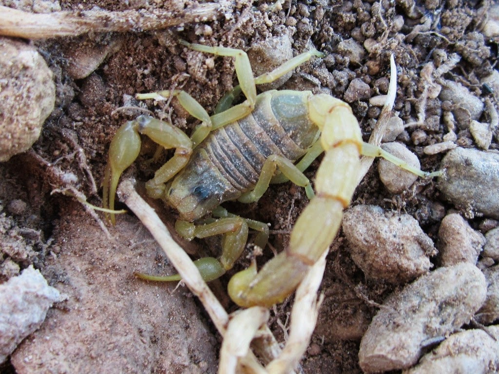 Mis experiencias mis imágenes: Escorpión o alacrán.