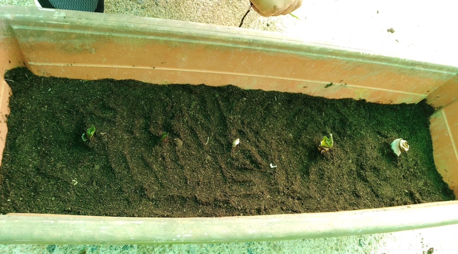 PROPAGATION AND PLANT MANAGEMENT: MINGGU KETUJUH - CANTUMAN BAJI DAN ...