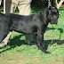 Dog Wallpaper: Cane Corso Dog high resolution