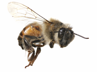 Wait! I Have a Blog?!: April 2011