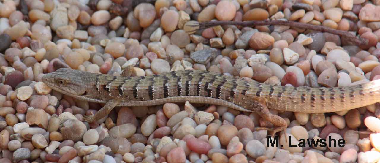 AnimalBytes: When a Fence Lizard and an Alligator Lizard Meet