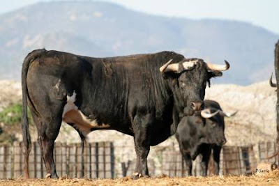 ESPAI TAURÍ: Toros en la Finca Sanchís Piquer