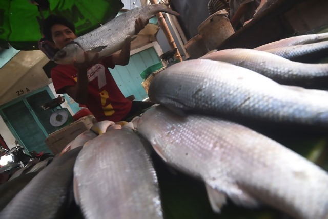 Is Milkfish Good or Bad? Here is the Answer! | Indonesia Milkfish ...