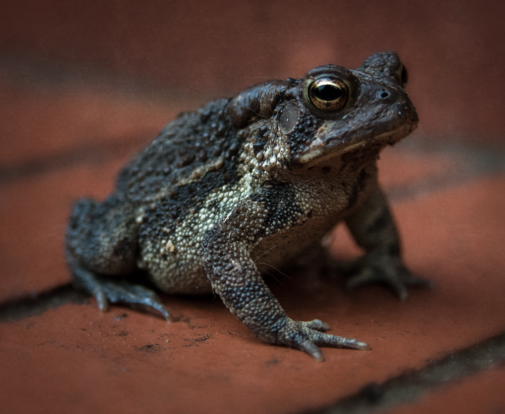 Dan Routh Photography: Christmas Toad