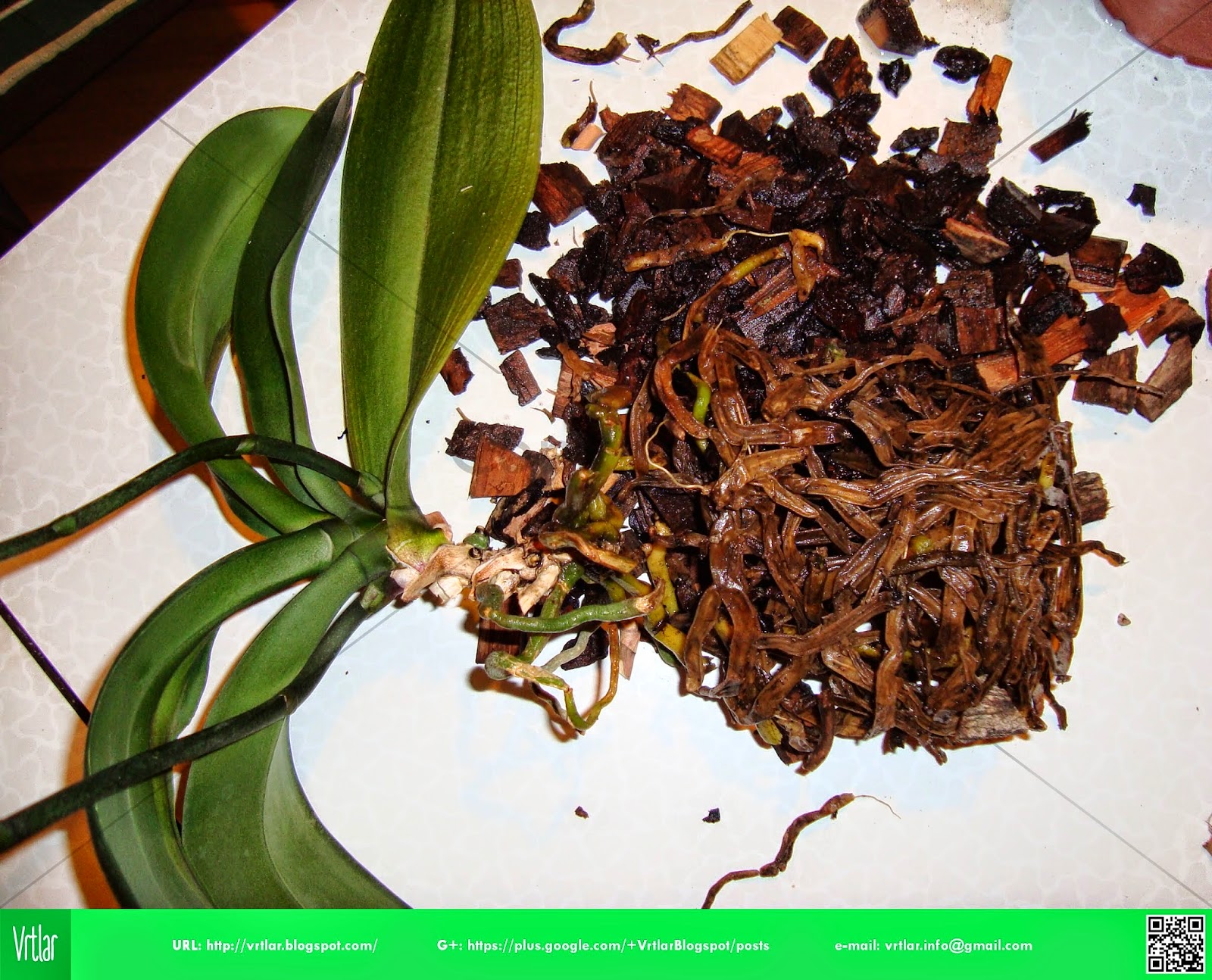 Orhideje - općenito ~ Vrtlar