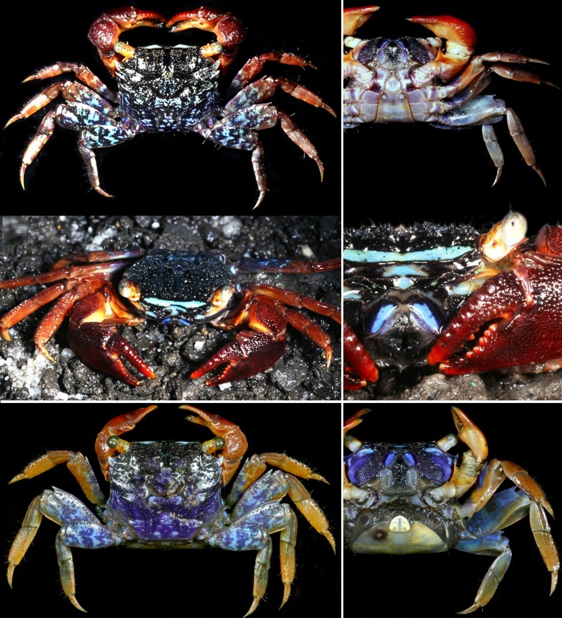 Species New to Science: [Crustacea • 2018] Parasesarma peninsulare ...