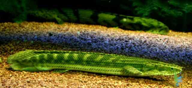 Jenis Jenis Ikan Palmas ( Polypterus Spesies ) - Ikan Hias Air Tawar