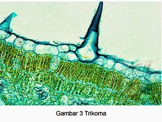 3. Sel Kipas / Bulliform Cell
