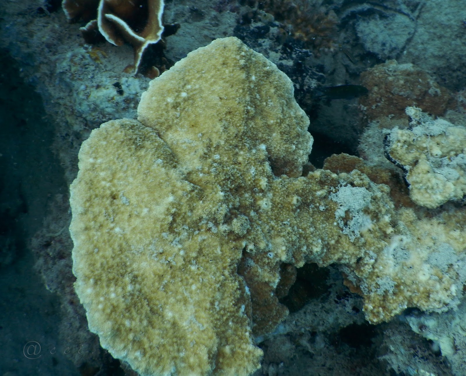 Pamacca: MONTIPORA