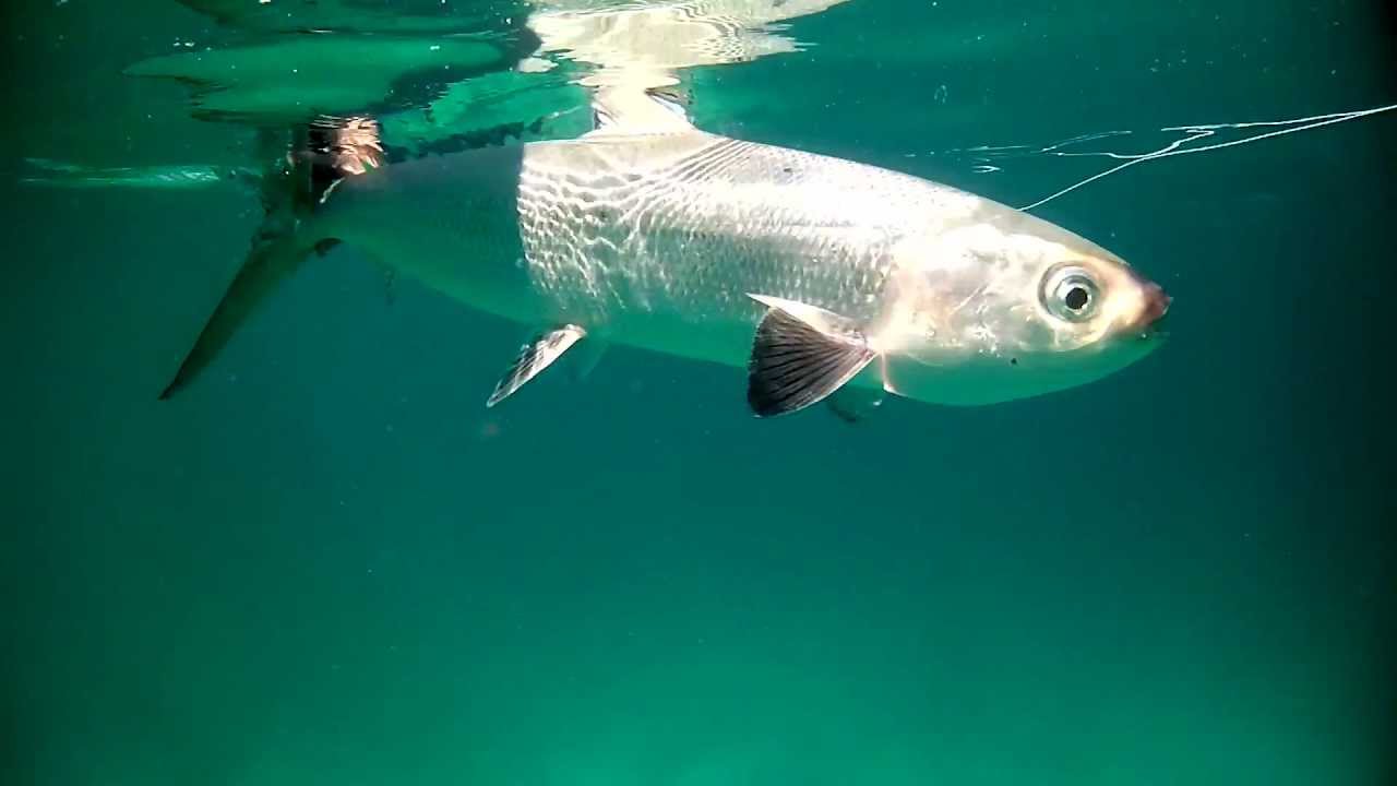 Bangus Back Fillet Nutrition and Recipe - Frozen Milkfish, Buy Frozen ...