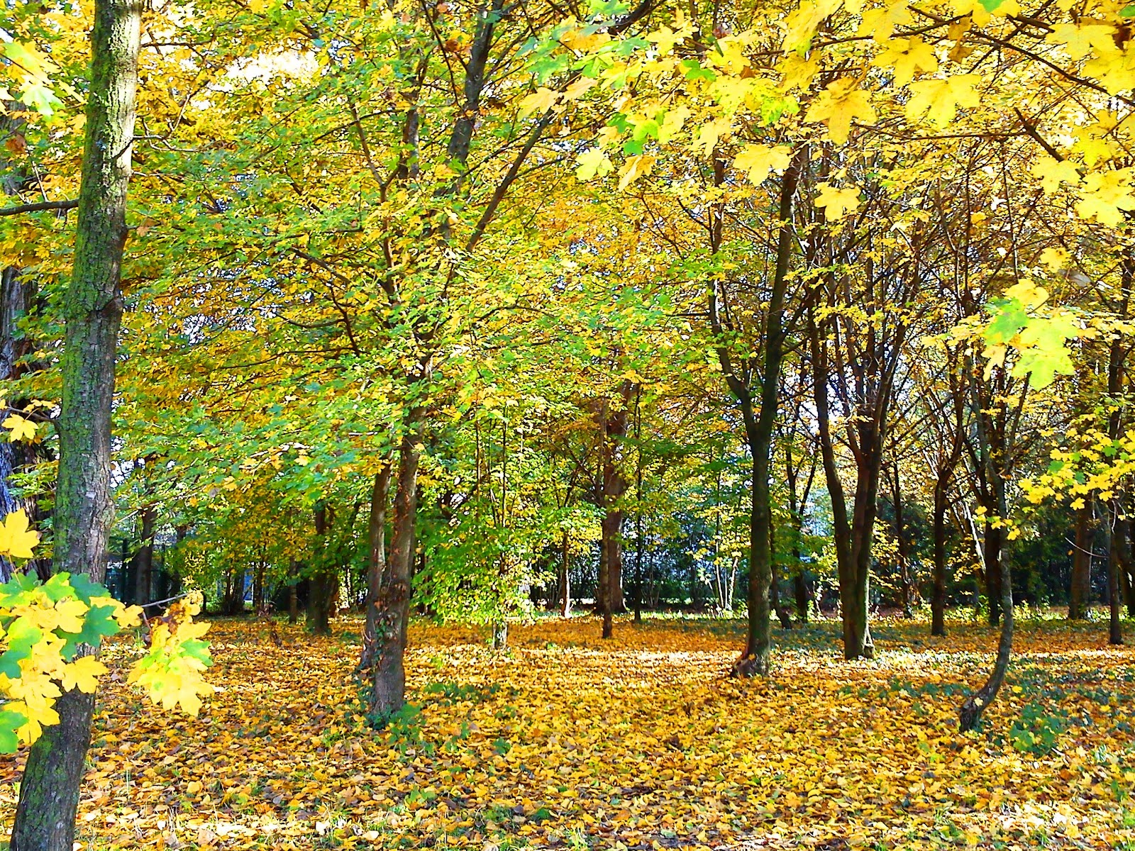 Shabbulous ♥ life: la piu' calda sinfonia di colori...l'autunno Autumn ...