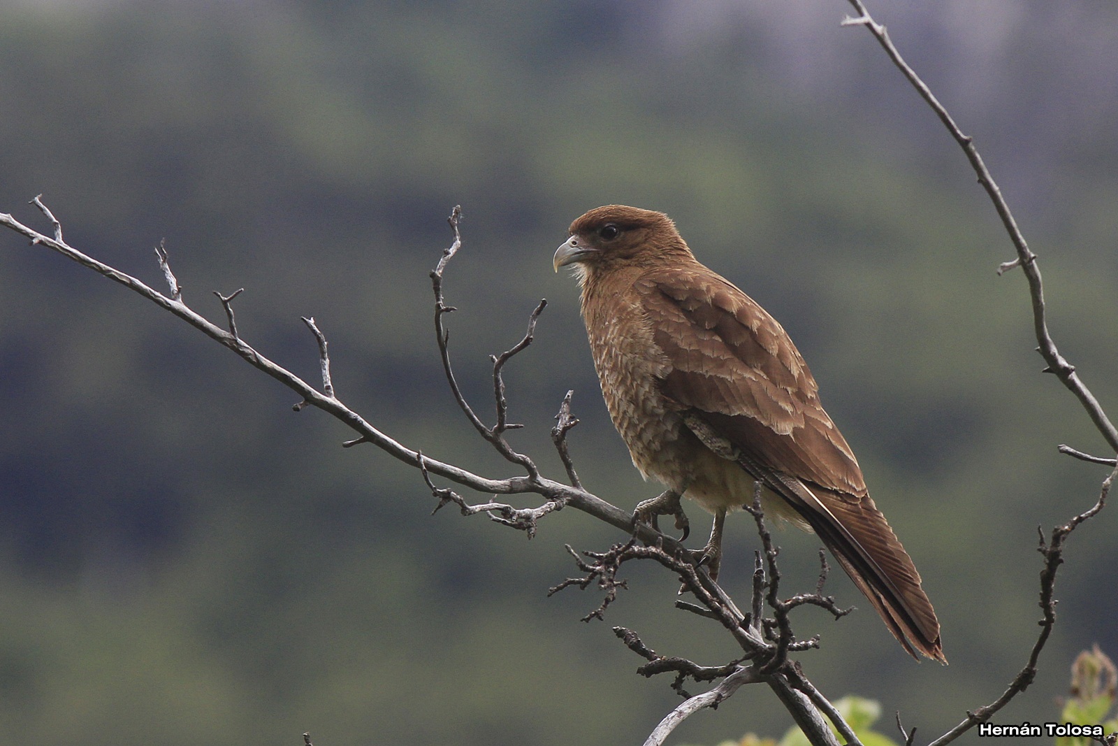 Aves en Chile: Chimango / Tiuque (Milvago chimango)