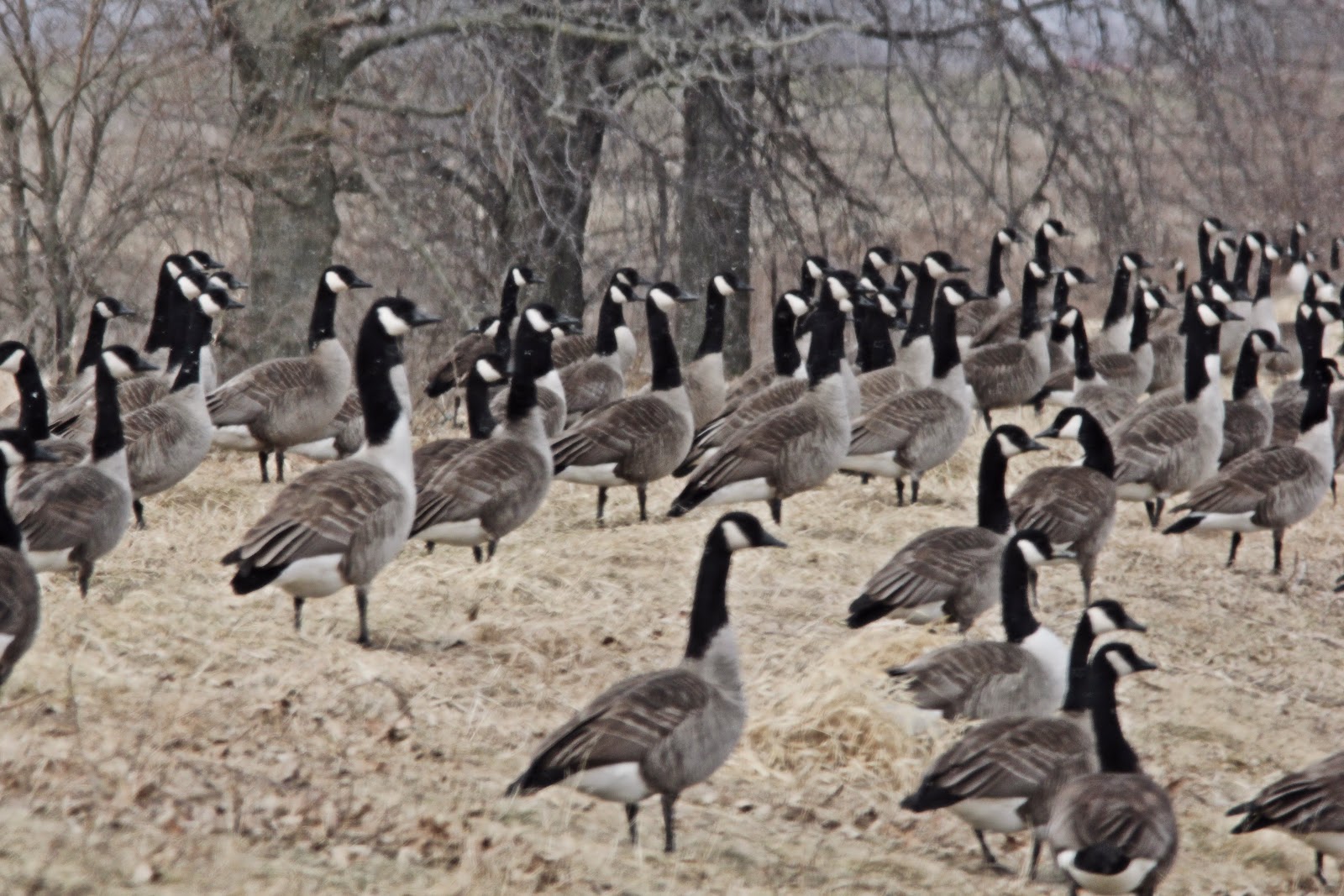 'Burg Birder: Gander at Some Geese