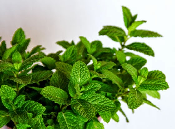 El Poleo Sus Propiedades y Usos