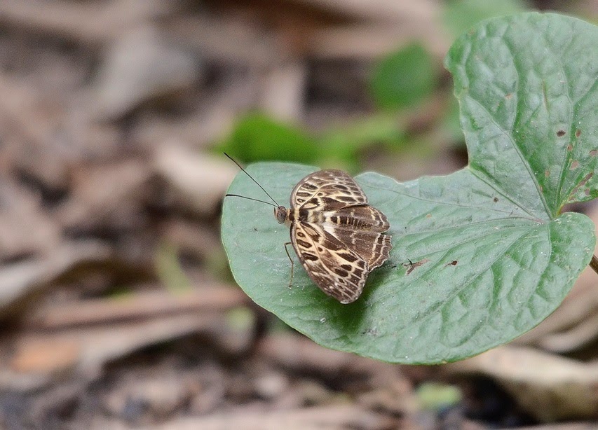 Mariposas y orugas (Volvoretas e eirugas): marzo 2014