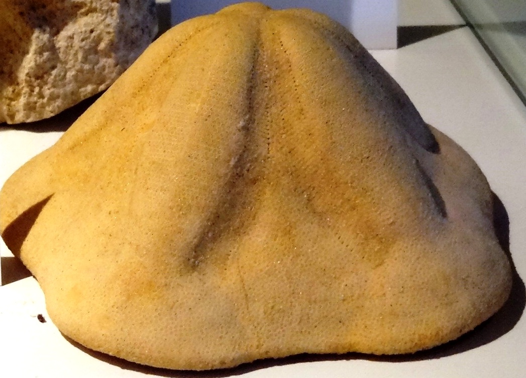 Fossil corals: Fossil corals : Clypeaster