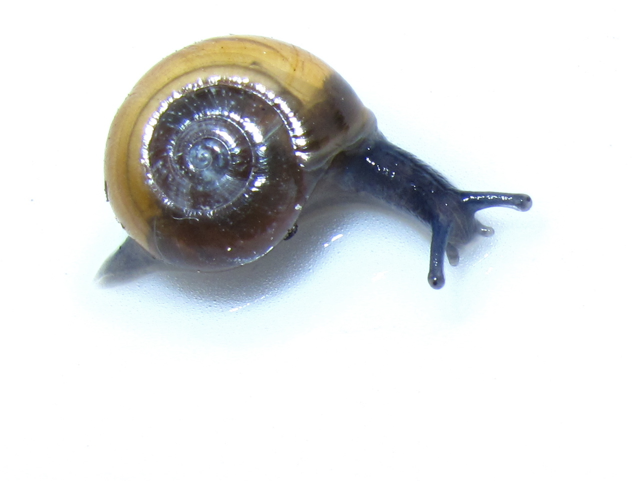 BugBlog: A blue glass snail