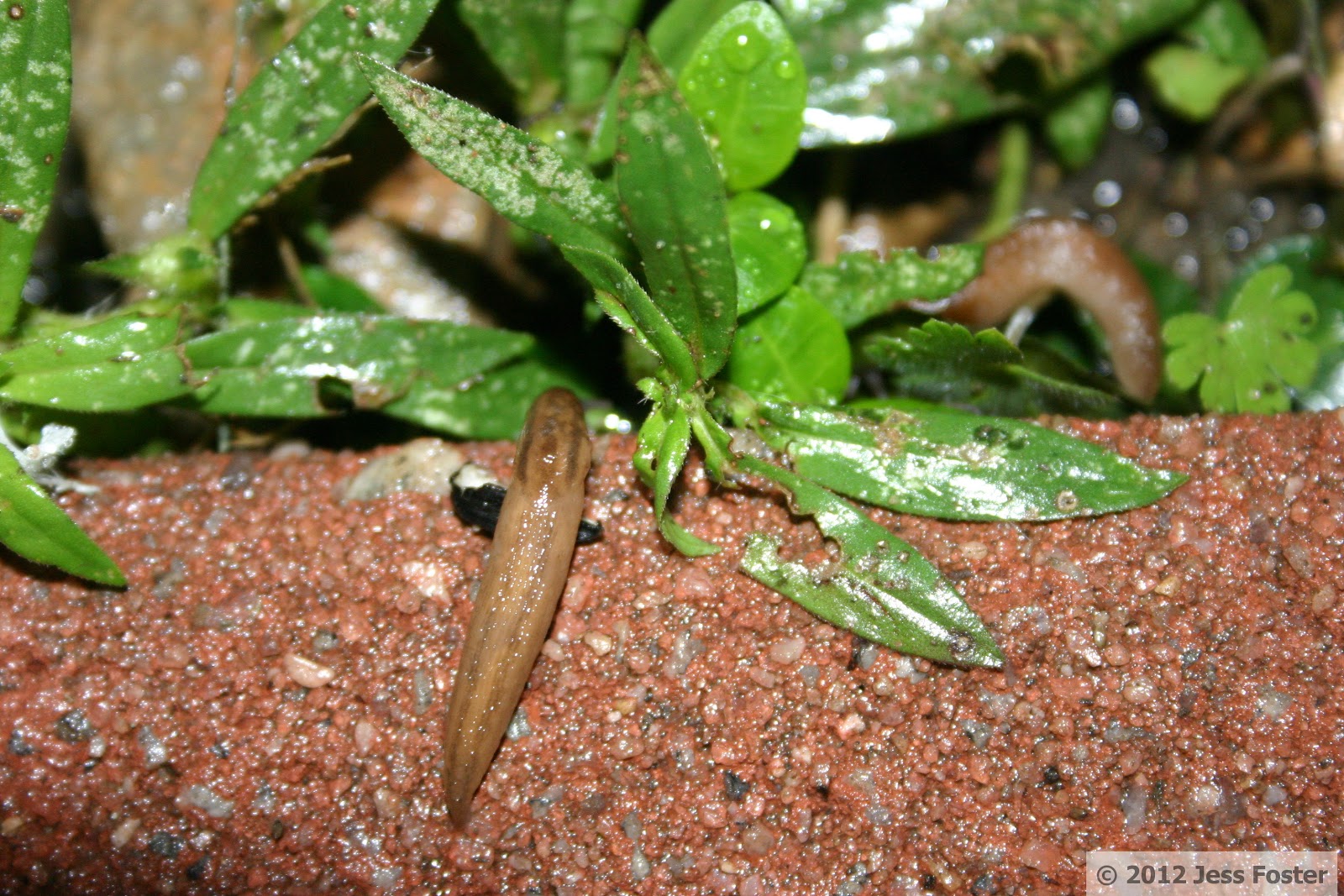 Sluggin' Along: Slug Pool Party