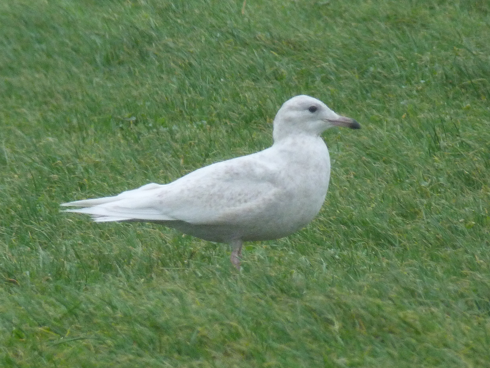 Kerry Birding: White-winged gulls, near the Cashen