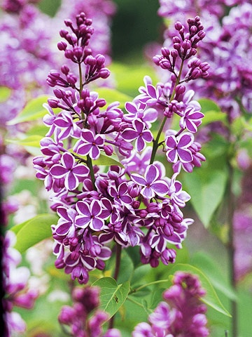 cvece za baste | dvoriste | sobe : jorgovan | cvece | sadnja | slike