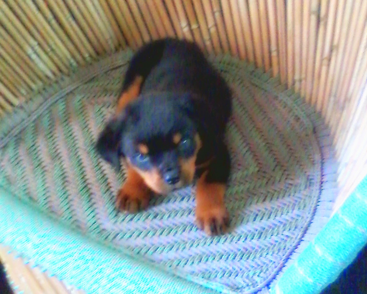 Leo - The Rottweiler: 3 Months Old Rottweiler Puppy