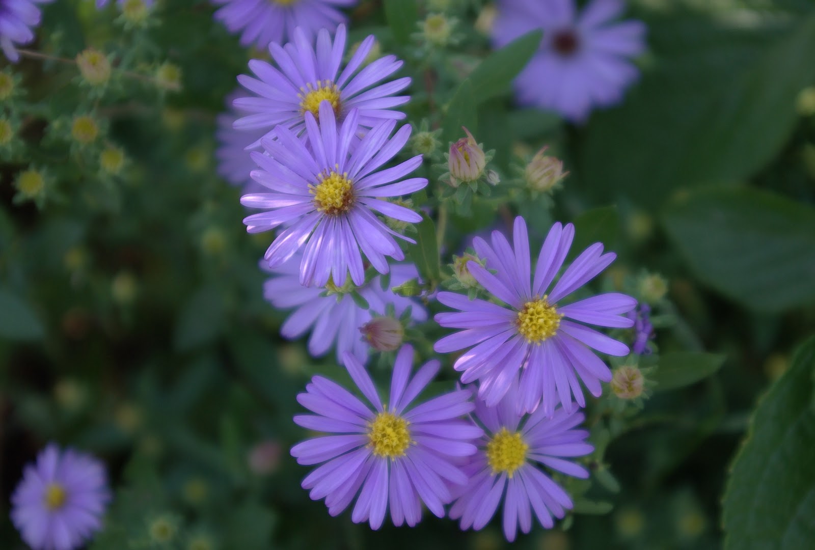 sweetbay: Aromatic Aster