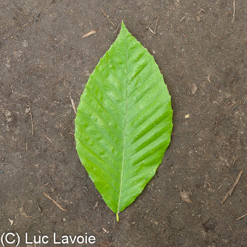 Arbres des parcs-nature et boisés de Montréal: Feuille du hêtre à ...