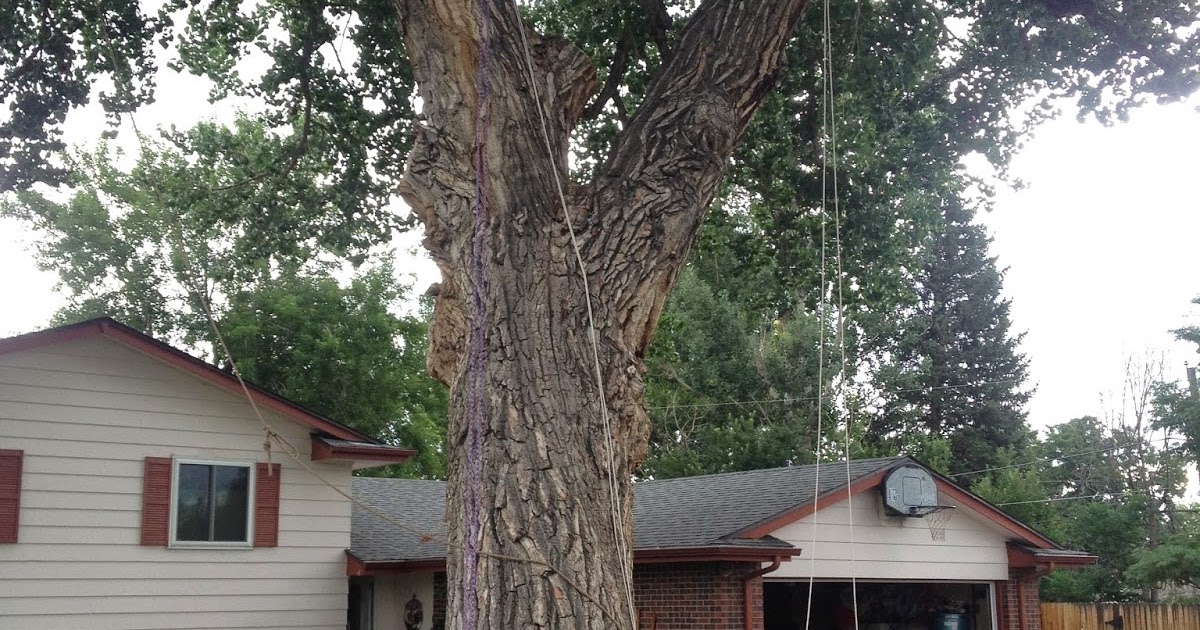 The Treehouser: Part 6: Hoisting the First Treehouse Beam