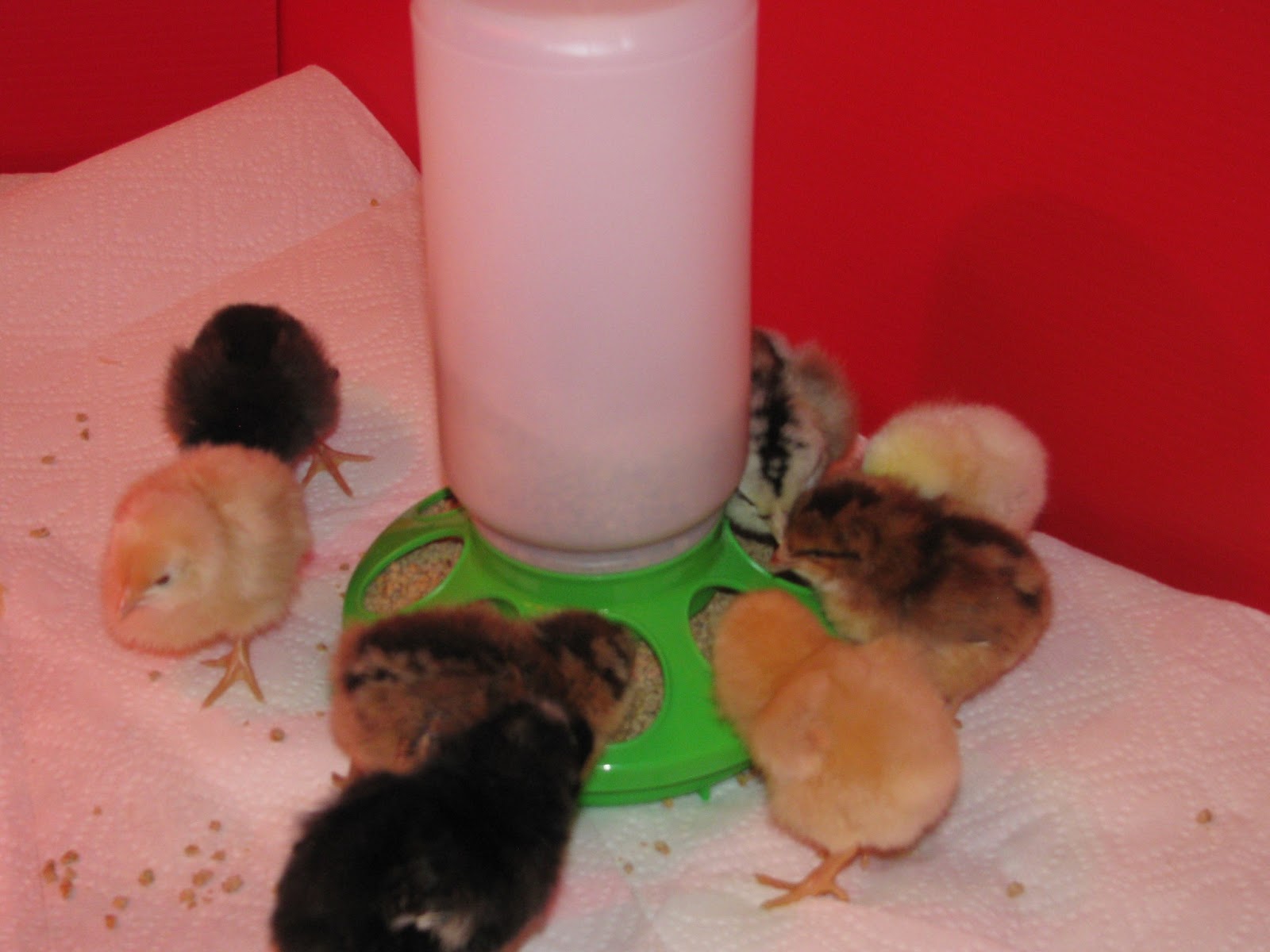 The Harried Homemaker Preps: Getting baby chicks for the first time ...