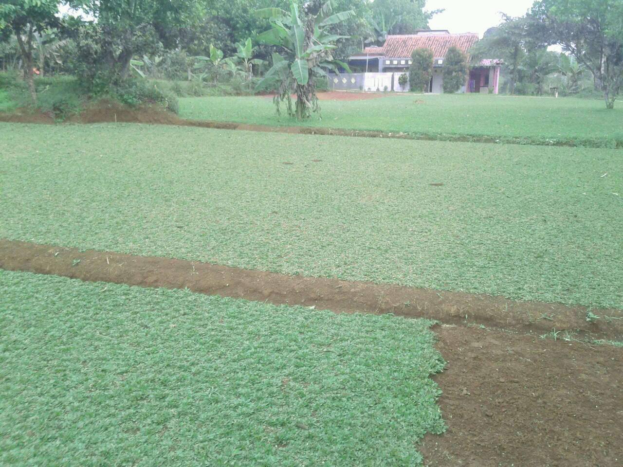 Supplier Rumput Gajah Mini | Jual Rumput Gajah Mini Untuk Proyek ...