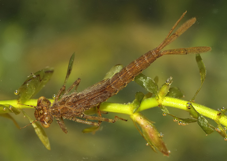 Kent Dragonflies: Variable / Azure Damselfly Nymph
