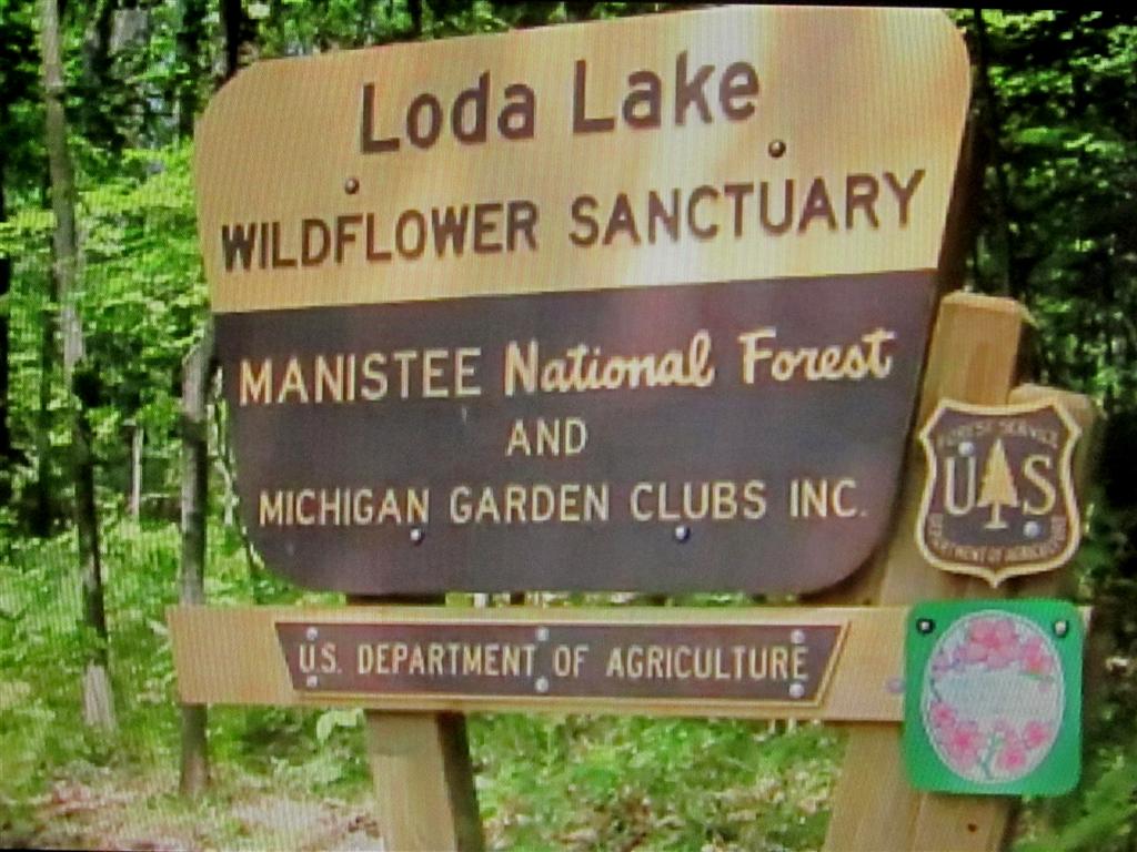 Plants Amaze Me: Manistee Cabin Trip