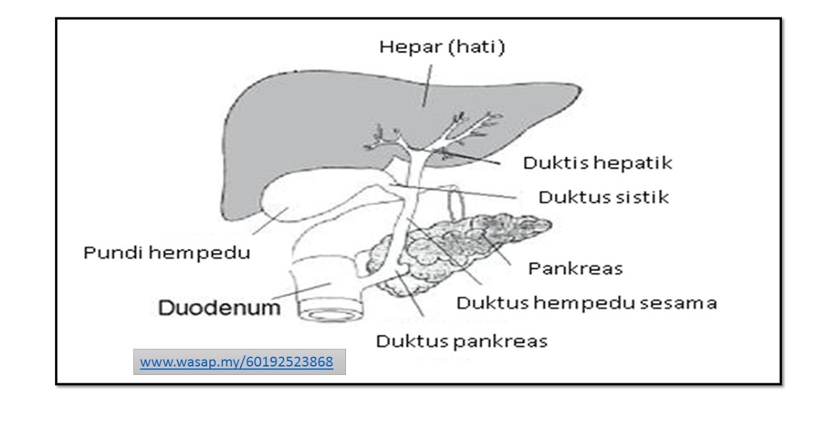 Pengedar Shaklee Bandar Tasik Puteri/Kuang/Rawang: JOM KENALI APA ITU ...