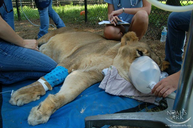 [ADIÓS] Leo, el león africano que era "hermano" de un Tigre y un Oso en ...