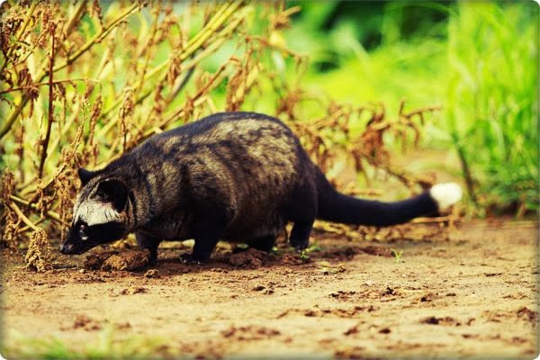 Ragam Hewan Dunia: Musang Bulan