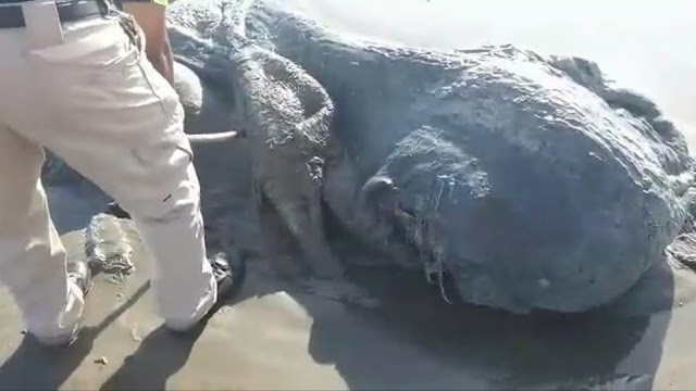 Terrifying Sea Monster Washes up in Brazil - Engkers