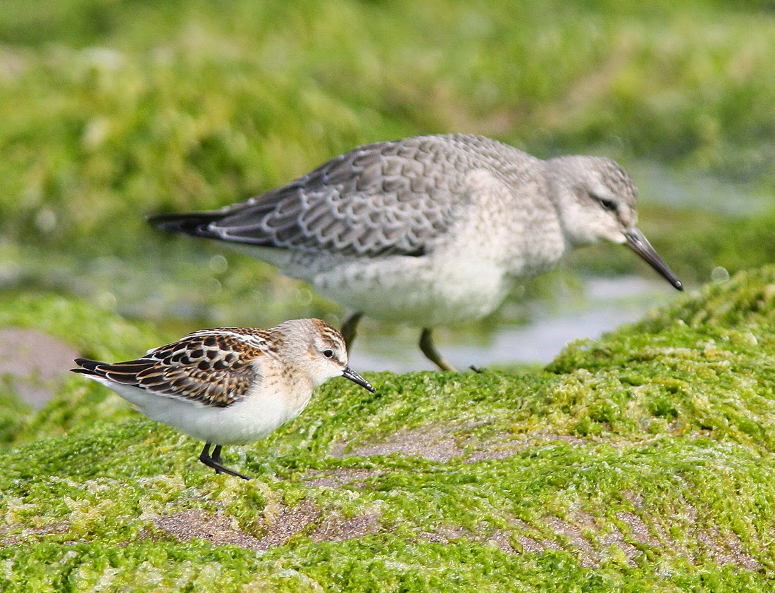 Kerry Birding: Osprey, and more