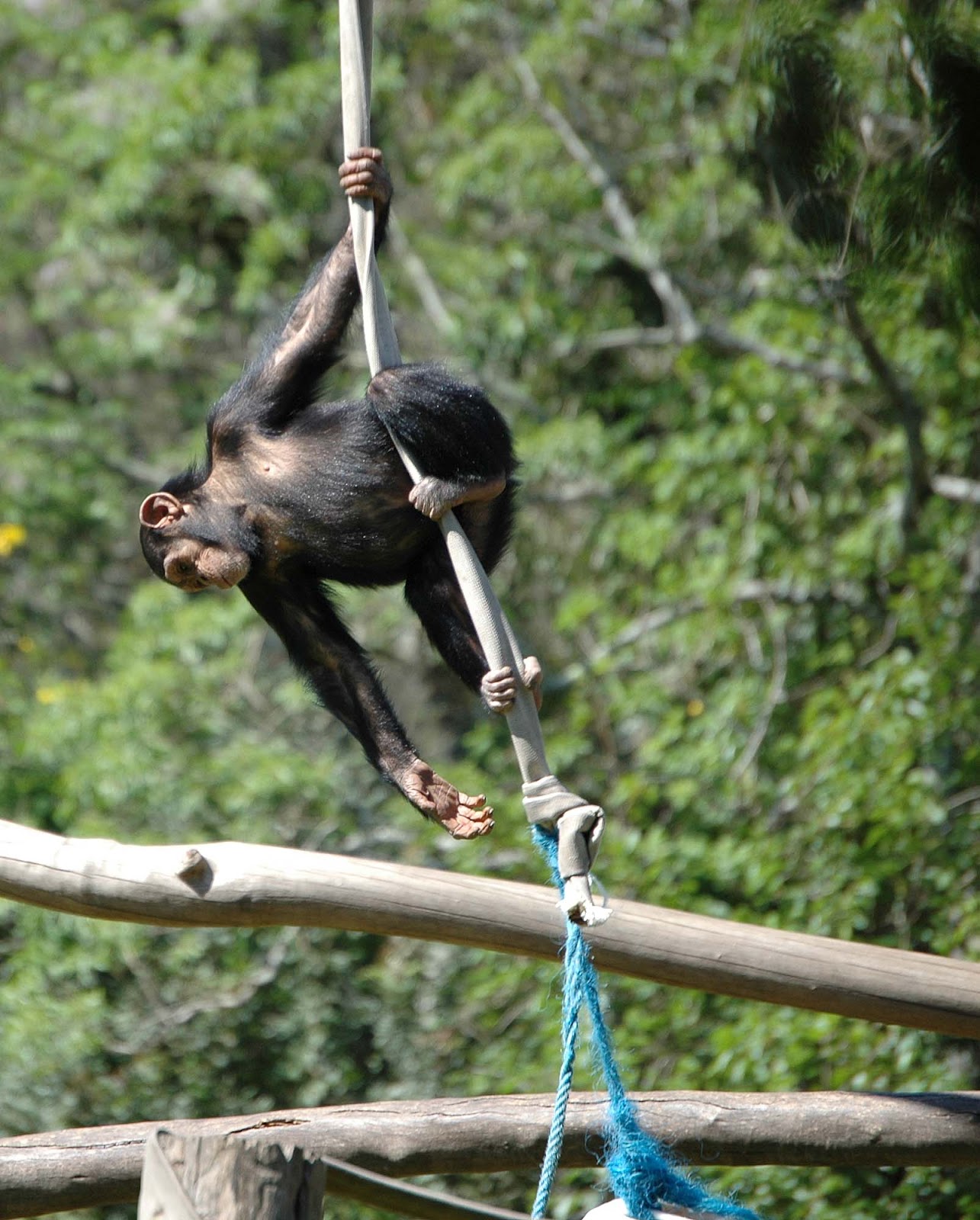 ORALES: A inteligência do macaco.(The intelligence of the monkey).- Zoo ...