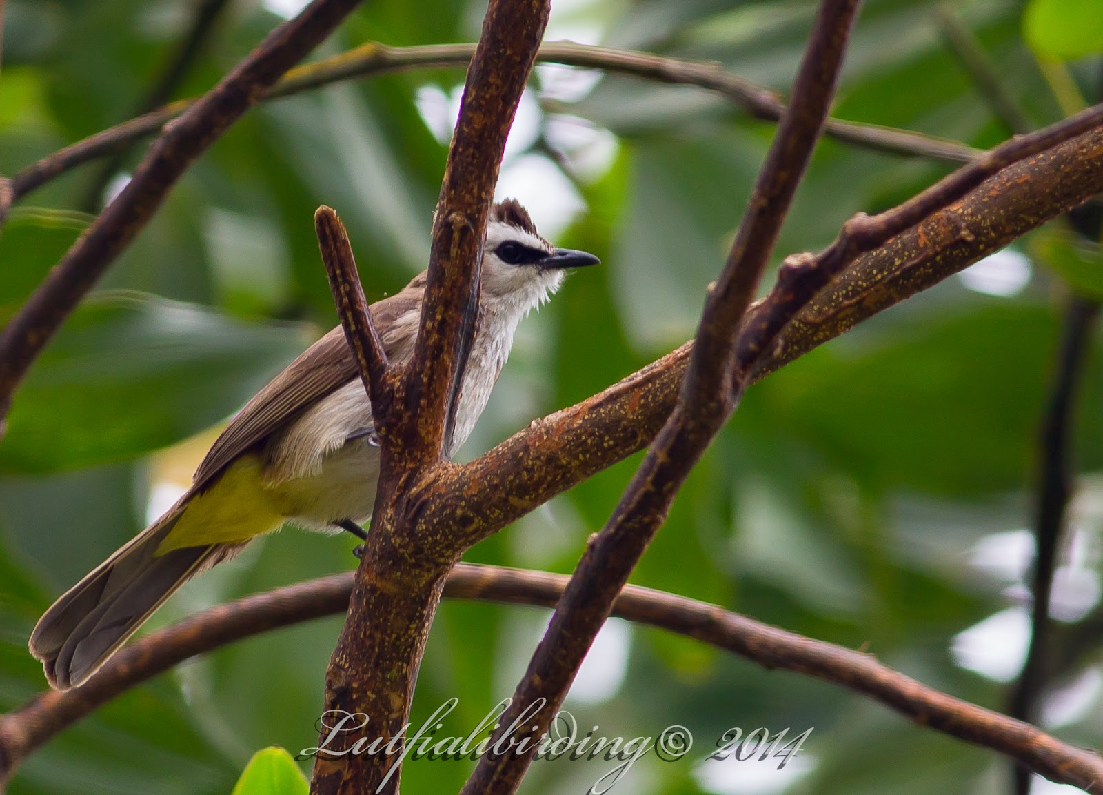 LUTFIALI BIRD PHOTOGRAPHY: YELLOW-VENTED BULBUL (Pycnonotus goiavier ...