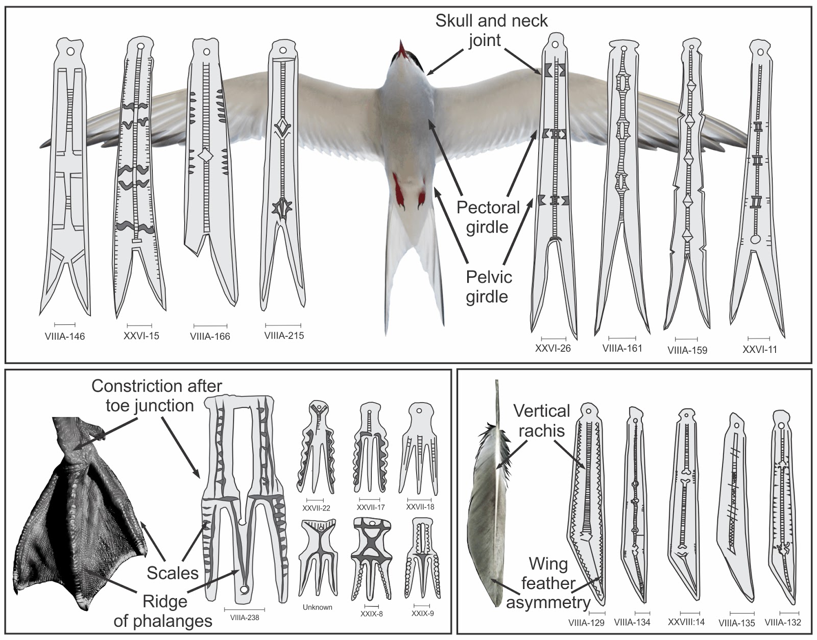 Elfshot: Plans and Profiles: Todd Kristensen Researching Birds in ...