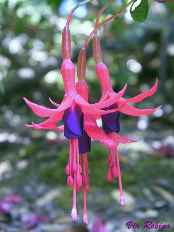 Fuchsia magellanica «aljaba» - Id Plantae