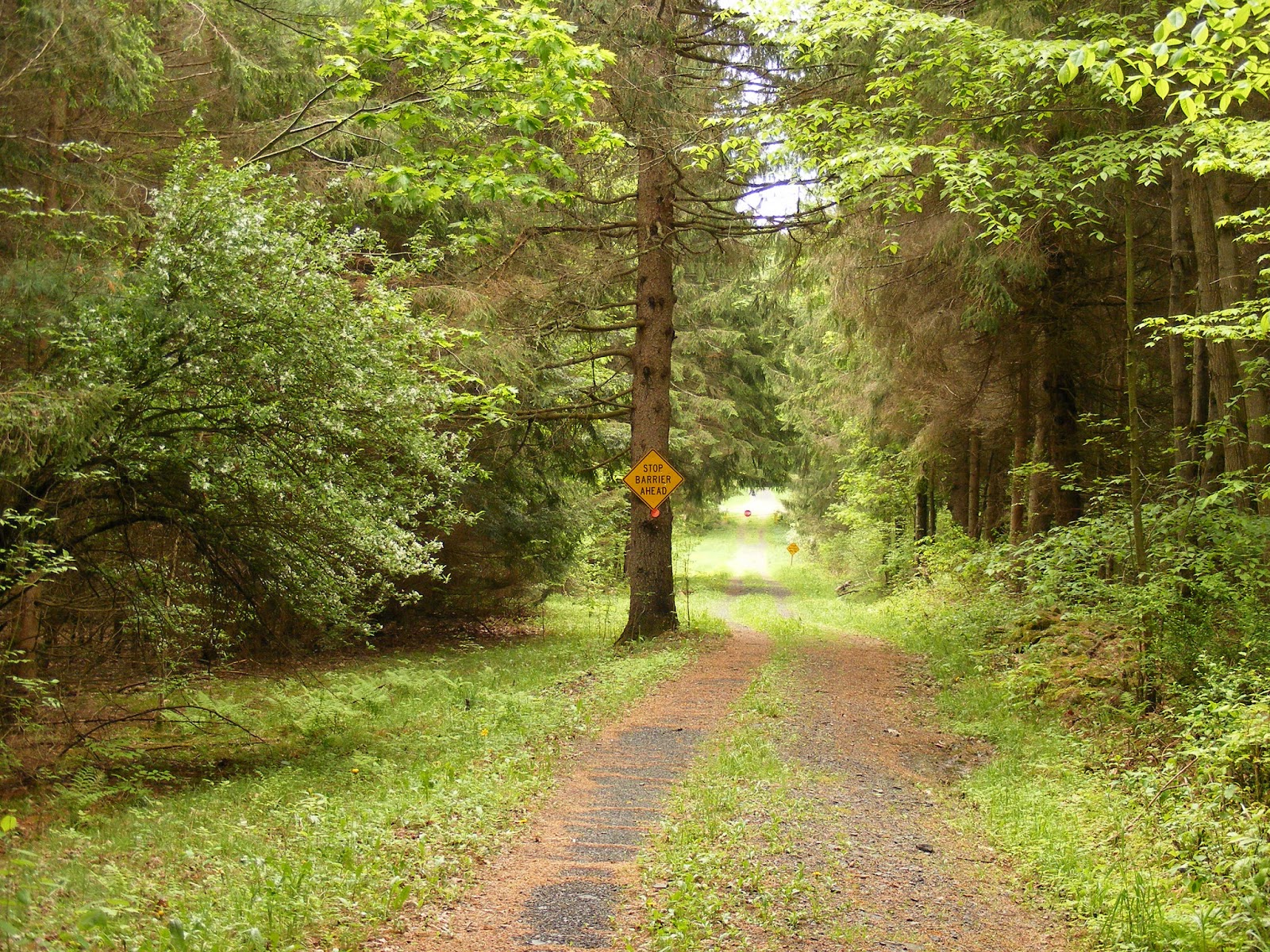 BirdingWeek: Partridge Run WMA & Huyck Preserve