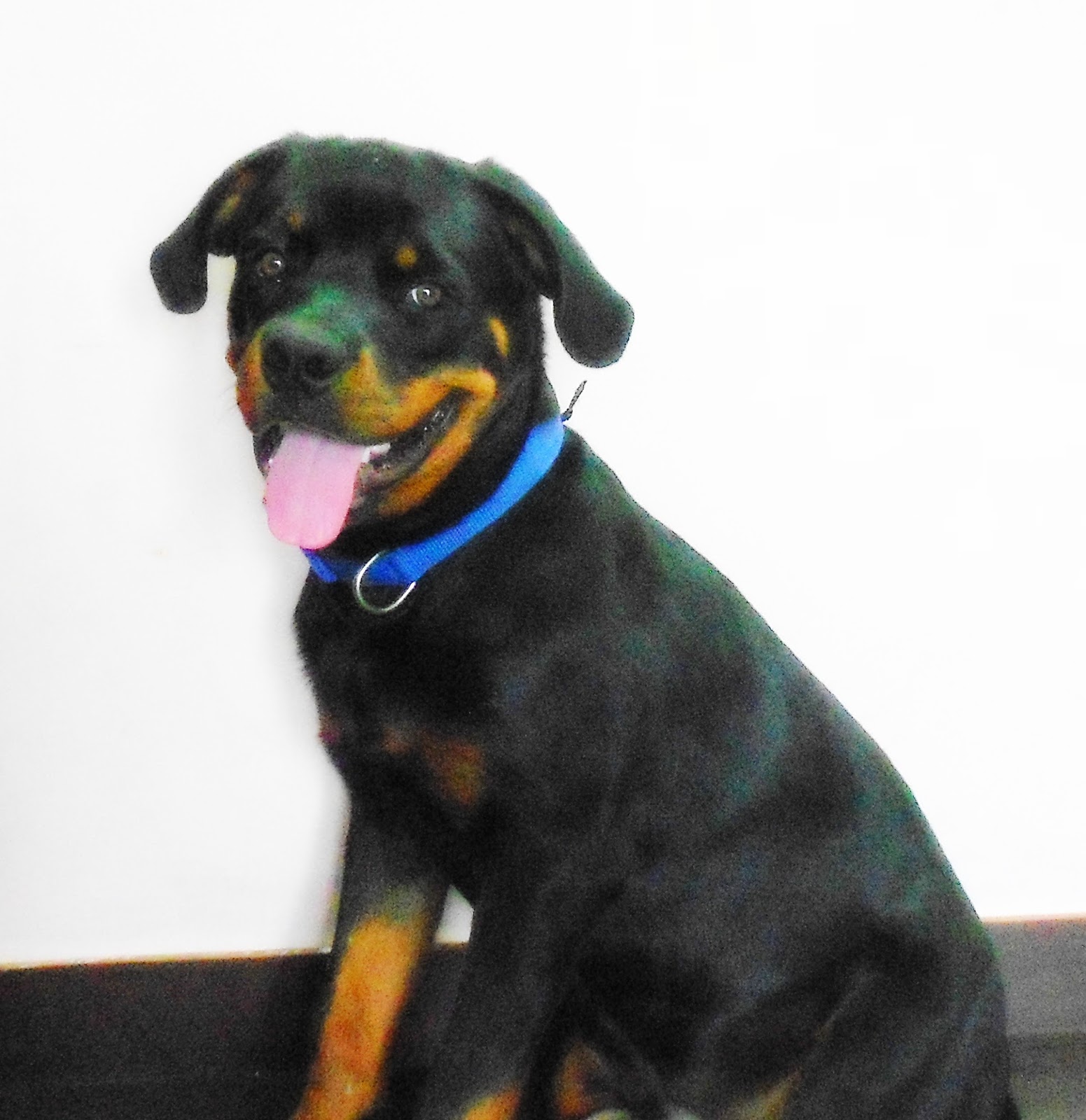 Leo - The Rottweiler: 6 Months Old Rottweiler Puppy Pics